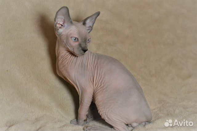 Мальчишка канадик