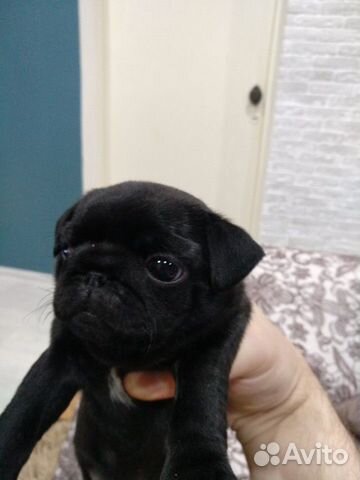 Весёлые мопсята