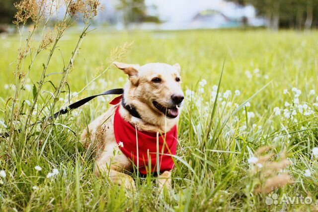 Отдам в добрые руки собаку Перси