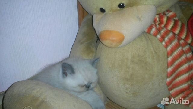 Персидские девочки