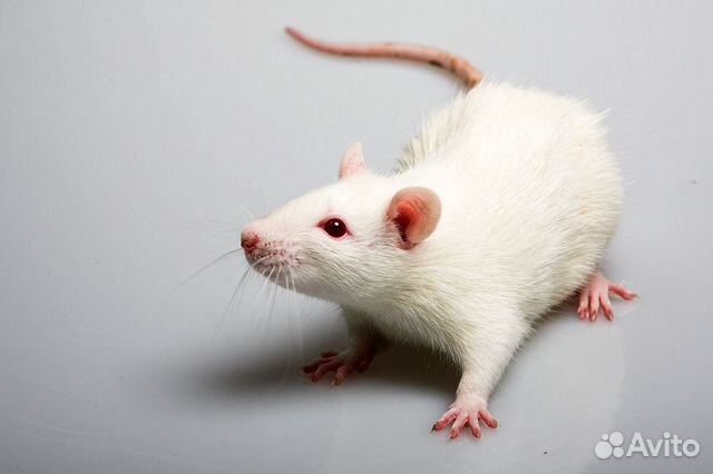 Крысы хомяки живые и заморозка кормовые