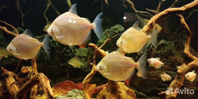 Метиннис. Стая 6 штук. Скопом