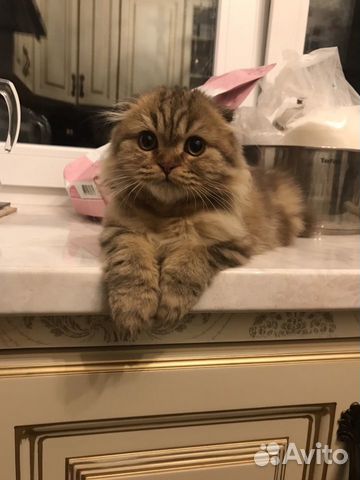 Кот
