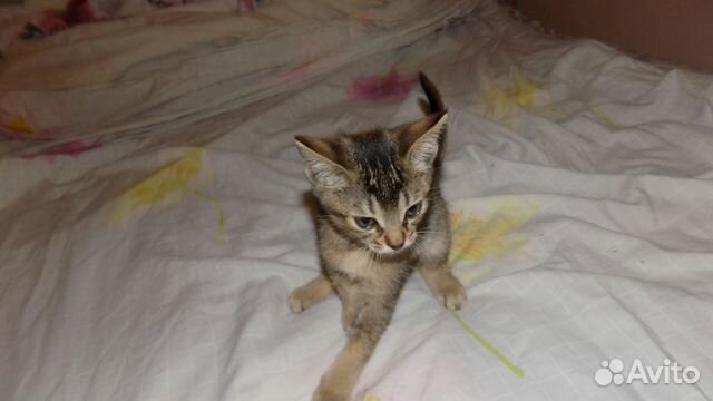 Метисы абик+британка