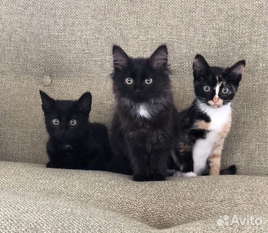 Чудесные котятки в добрые руки, 2,5 мес