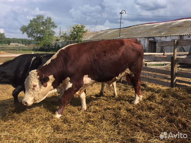 Бык производитель Герефорд