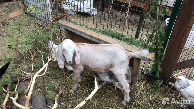 Козлики нубийский (50) + шамани (50)