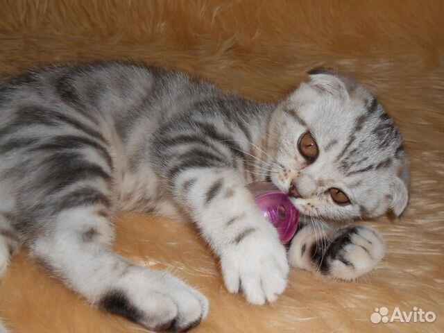 Шотландская кошечка