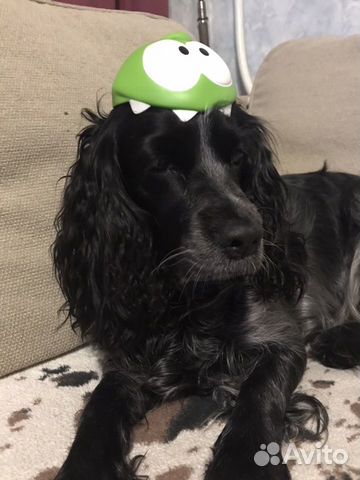 Русский спаниель, вязка девочка