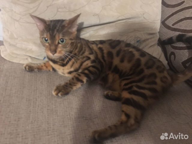 Кошка бенгалка