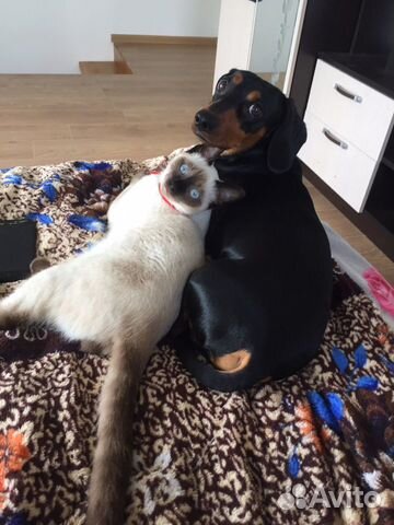 Таксик Вязка