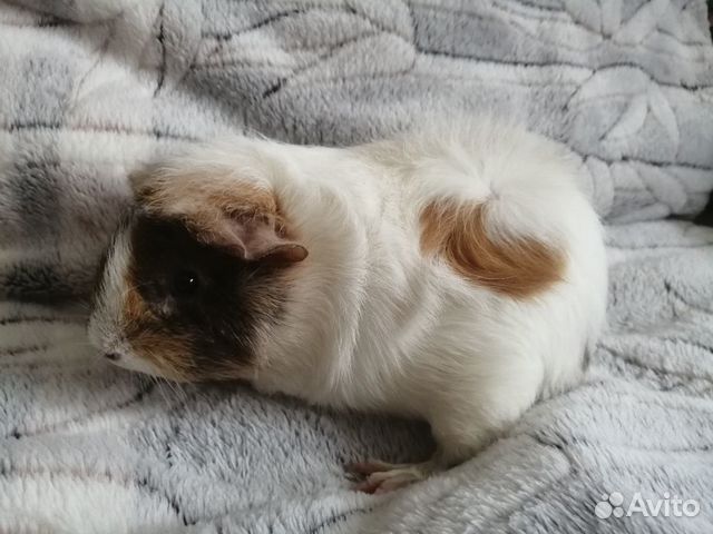 Морская свинка, Американский тедди