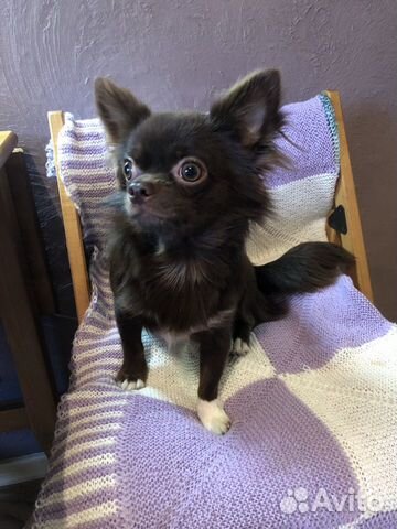 Вязка чихуа