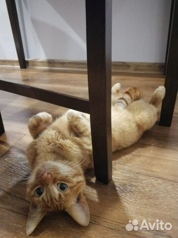 Рыжий котик Санни ищет дом