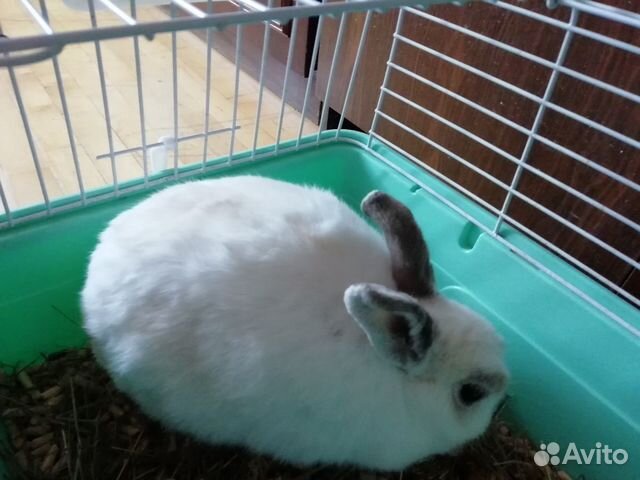 Продаётся кролик, девочка