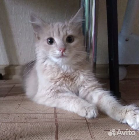 Котик Чарлик ищет дом