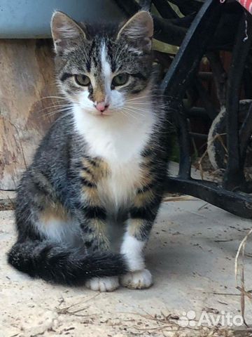 Котята в хорошие руки