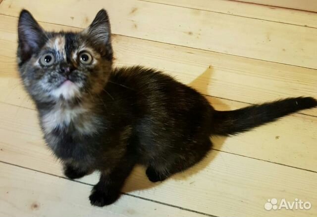 Отдам котенка в добрые руки