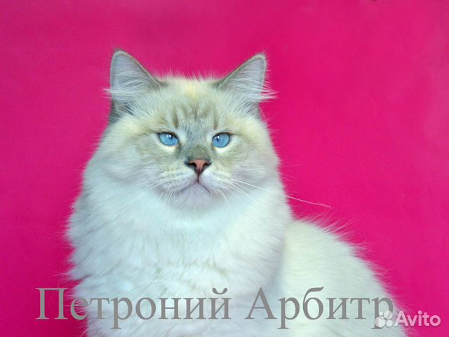 Невский маскарадный подрощенный котенок Петроний