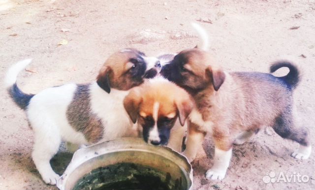 Щенки с примесью алабая