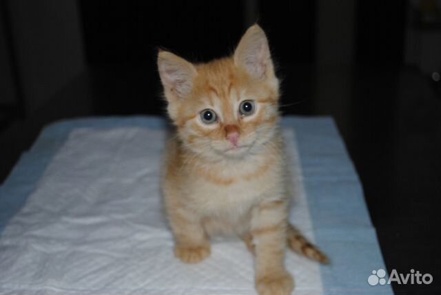 Милый Августин в добрые руки