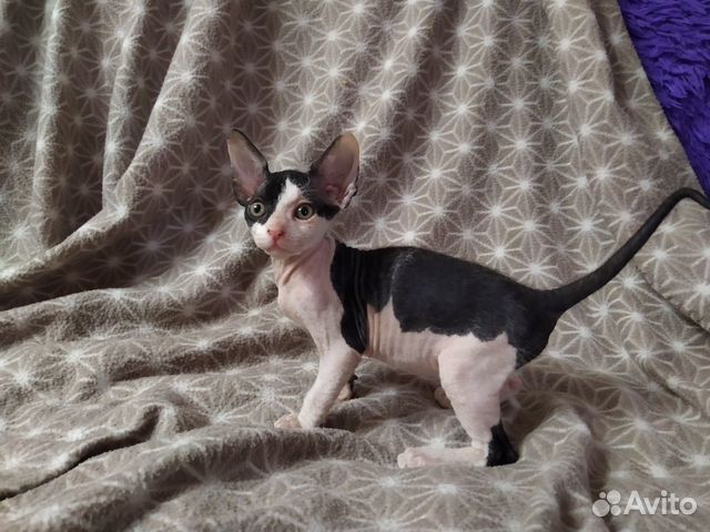 Донские чудо детки