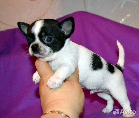 Чихуахуа очаровательный мини мальчик Ютик