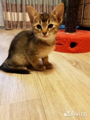 Абиссинский котенок (метис)