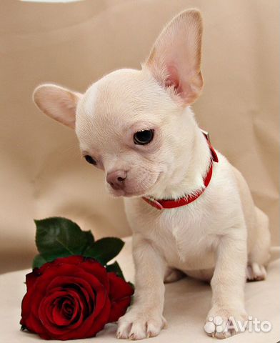 Мальчик крем