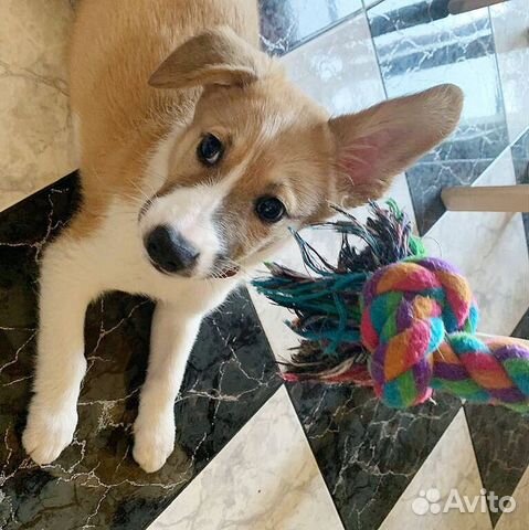 Щенок Джун в добрые руки