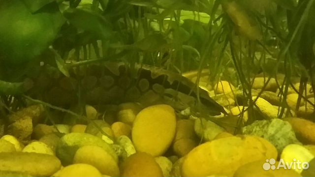Мастацембел Арматус. пресноводный азиатский угорь