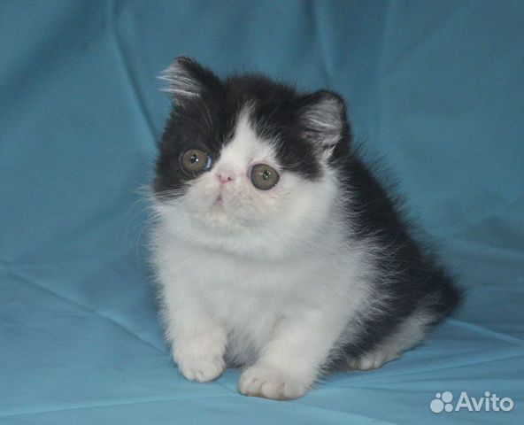 Котенок Экзот