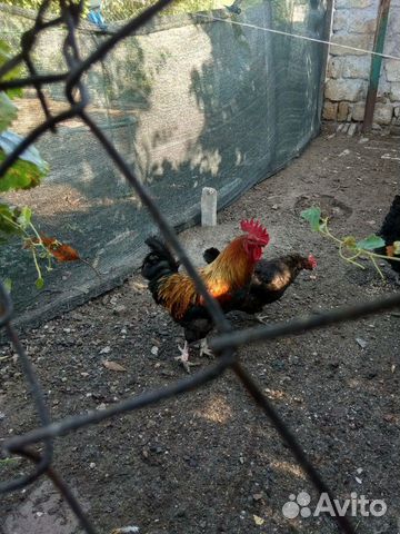 Семья маранов