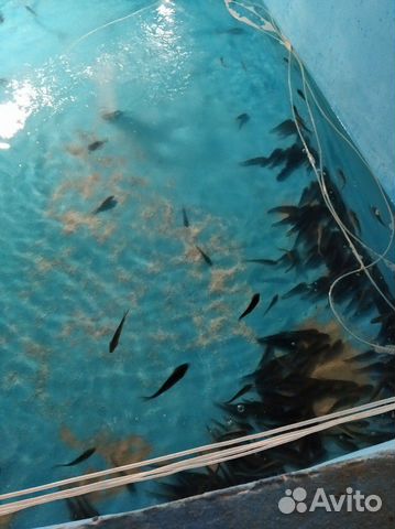 Мальки карпа