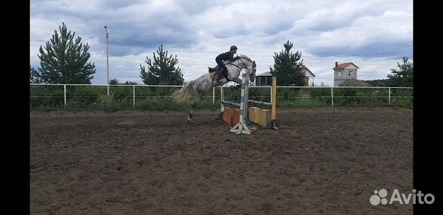 Орловский жеребец