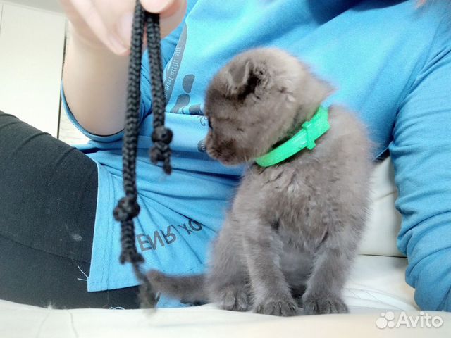 Отдам вислоухого кота вместе с кормом, туалетом, м