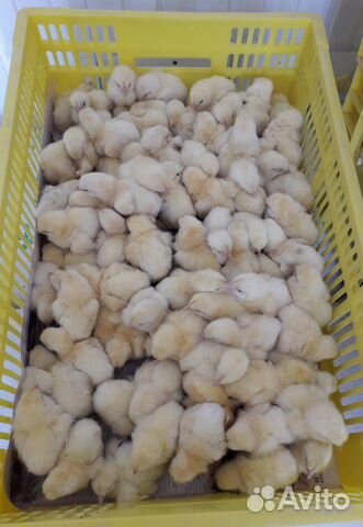 Цыплята бройлеры кобб -500 и утка старр-53 француз