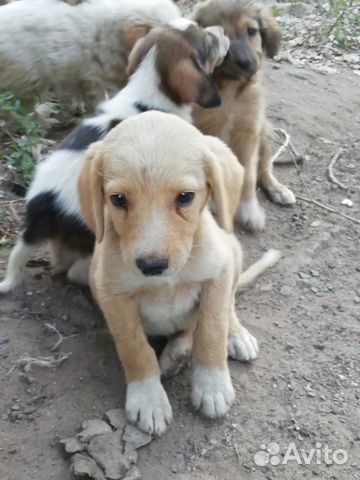 Красивый крупный щенок