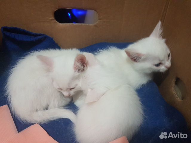 Малыши-беляши