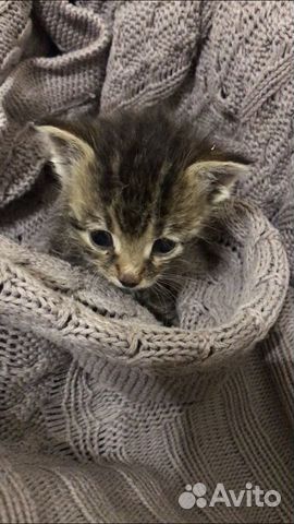 Нашёлся котенок