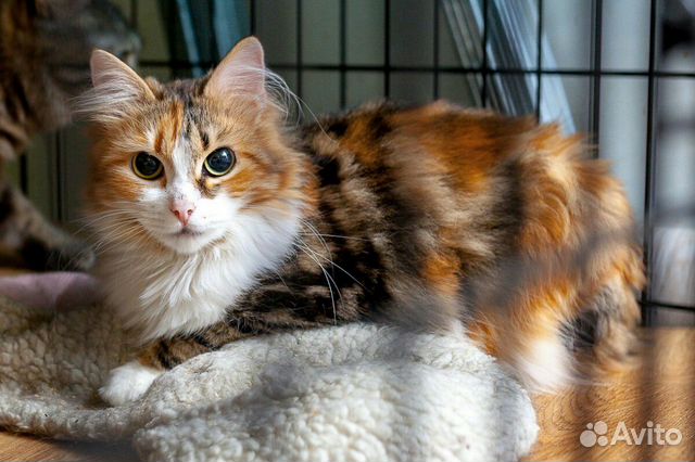 Кошечка Лапушка