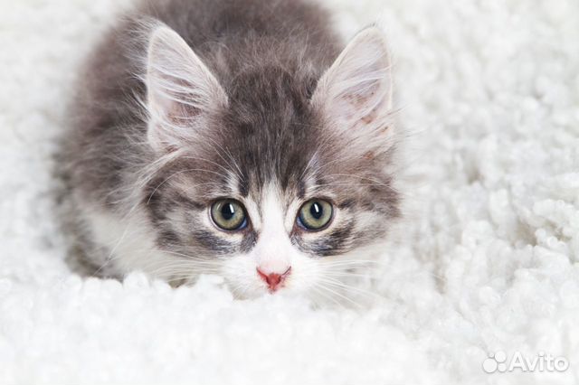 Пух, он же Царь. Котенок 1,5 месяца в дар