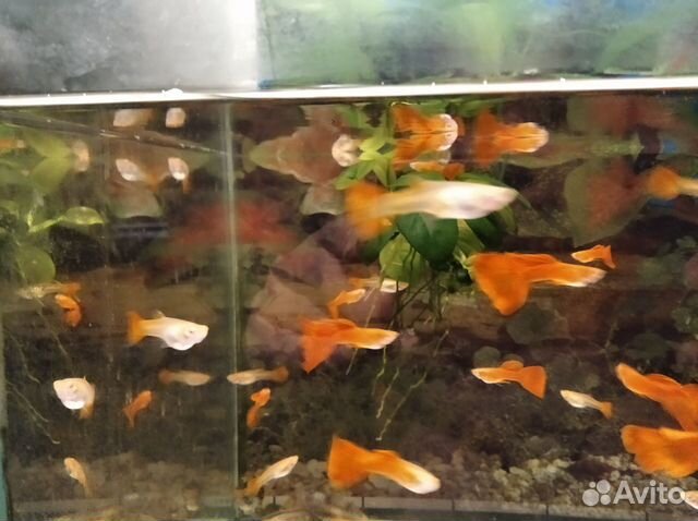 Гуппи красный дракон