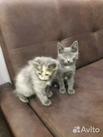 Котята симпотята )