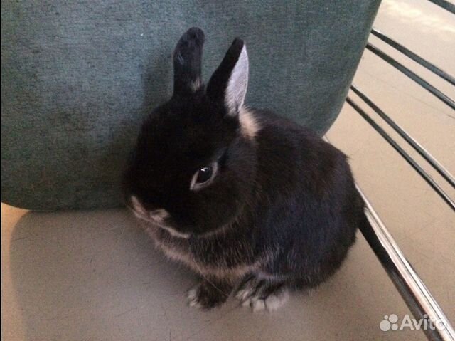 Кролик цветной карлик вязка