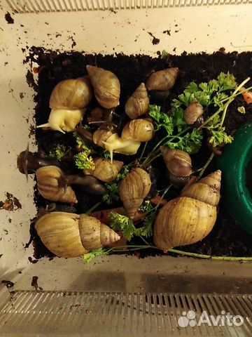 Улитки ахатины