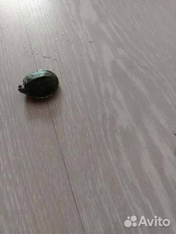 Красноухие водяные черепахи