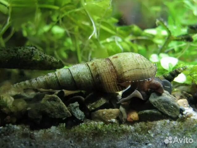 Улитки Мелании