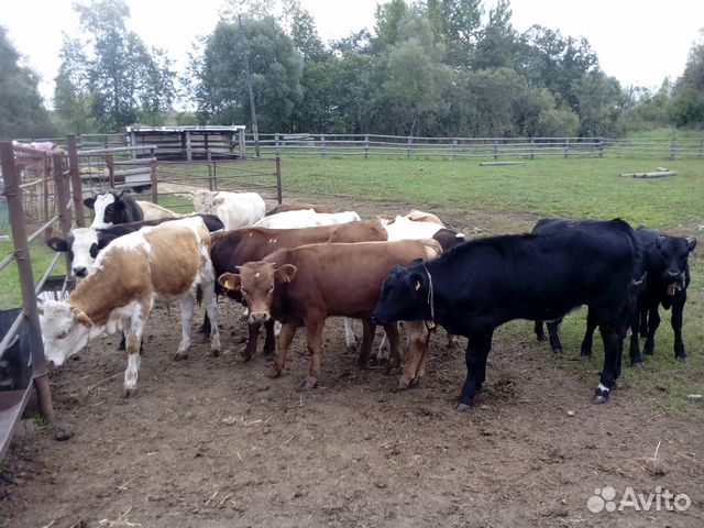 Телята мясной породы