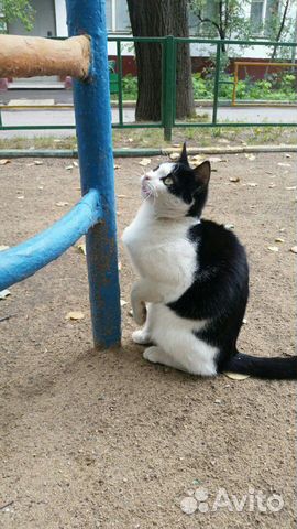 Молоденькая кошечка